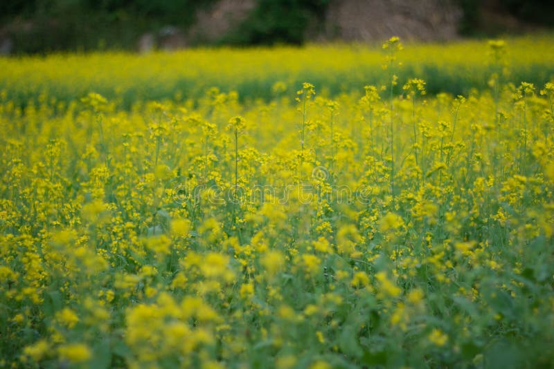 Mustard plant on field stock photo. Image of mustard - 144551168