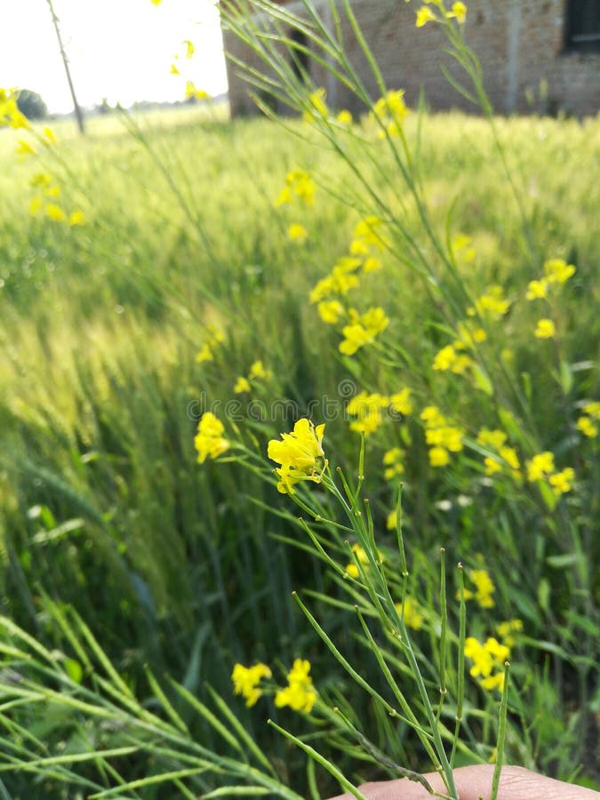 Mustard plant nature stock photo. Image of nature, field - 131170984