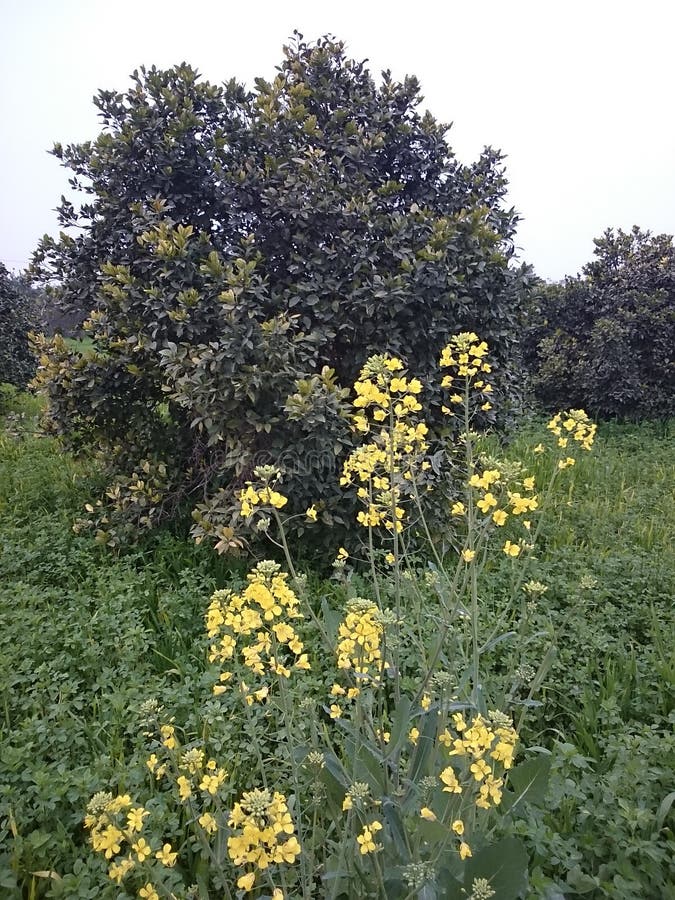 Mustard plant stock photo. Image of mustard, yellow, flowers - 49698666