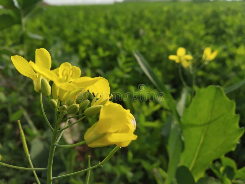 4,287 Mustard Tree Stock Photos - Free & Royalty-Free Stock Photos from ...