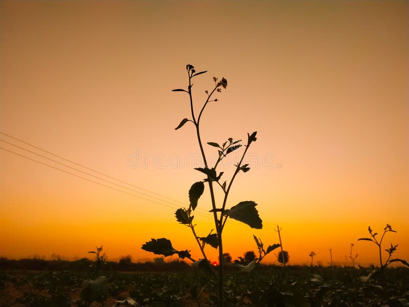 Mustard Plants Against Sunset with Yellow Colour Sky Stock Image ...