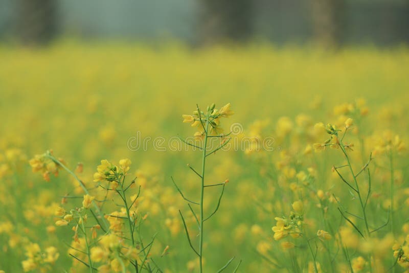 Mustard Plants Blooming in Field Stock Photo - Image of economy, blue ...