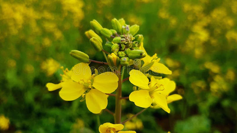 Mustard plants Blossom stock image. Image of field, blossom - 269042541