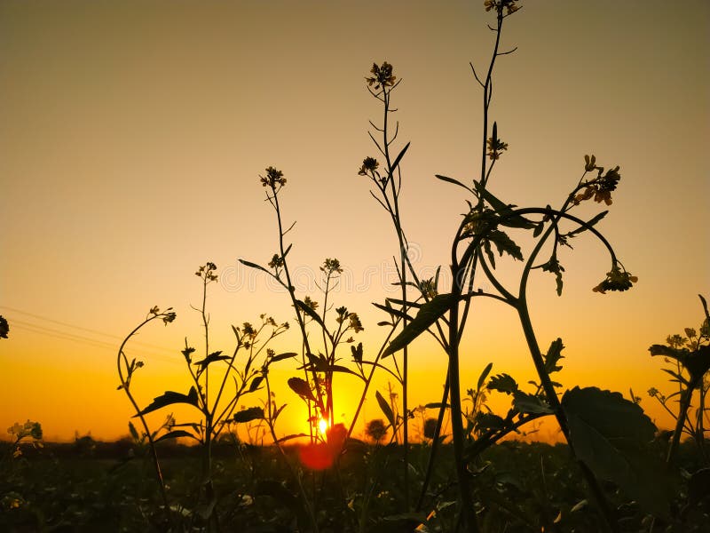 The Mustard Plants Field on the Silhouette Sunset Stock Photo - Image ...