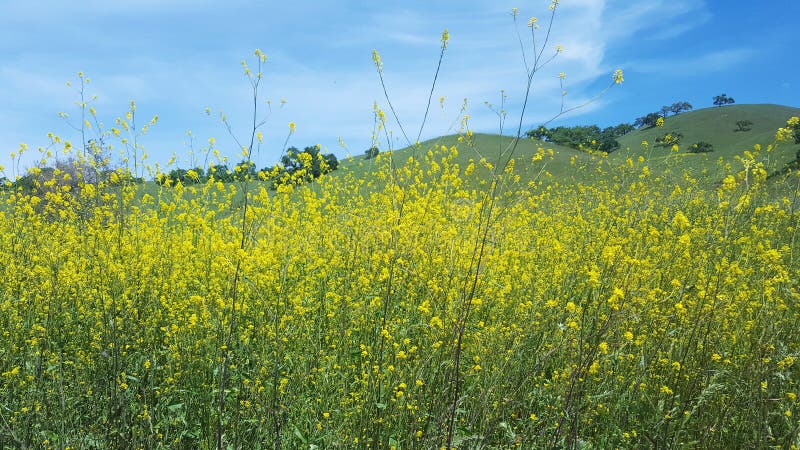 Mustard Plants in the Spring Stock Image - Image of wild, plants: 115780485