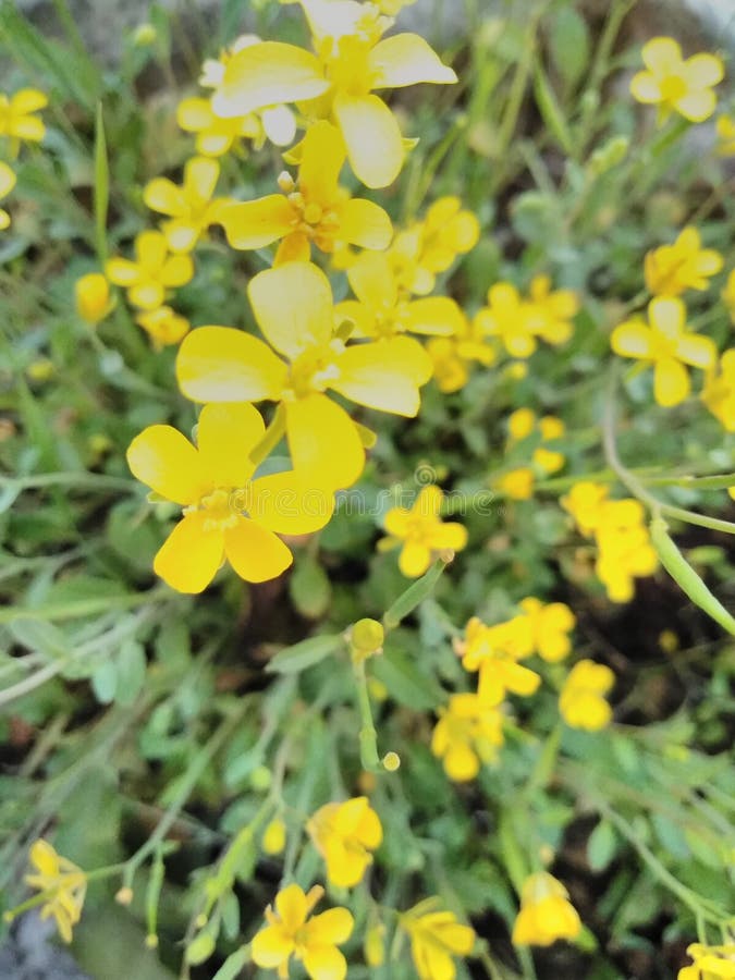 Mustard Sapling with Yellow Flower Stock Image - Image of flower ...