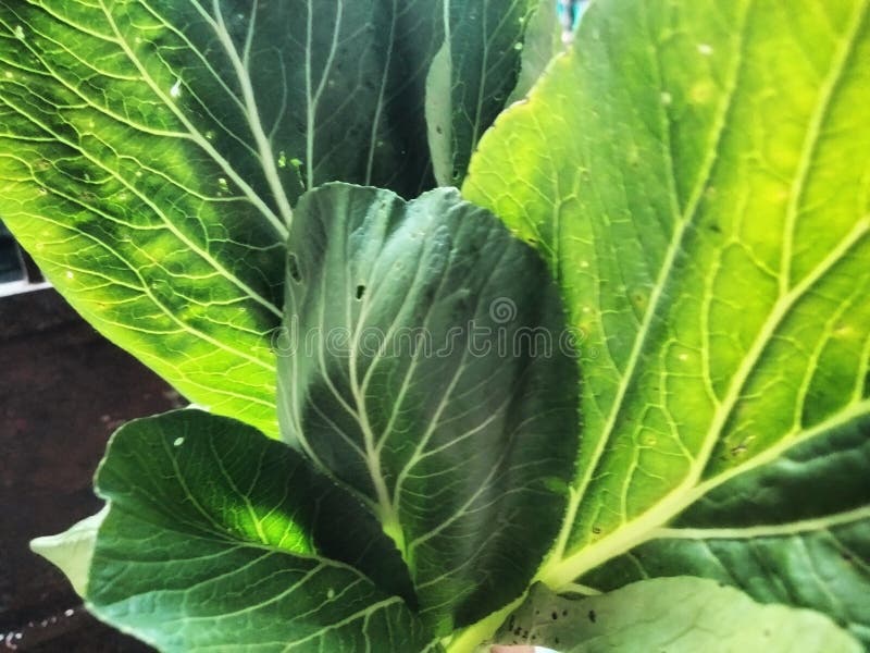 Mustard or Sawi stock photo. Image of mustard, sawi - 307710540