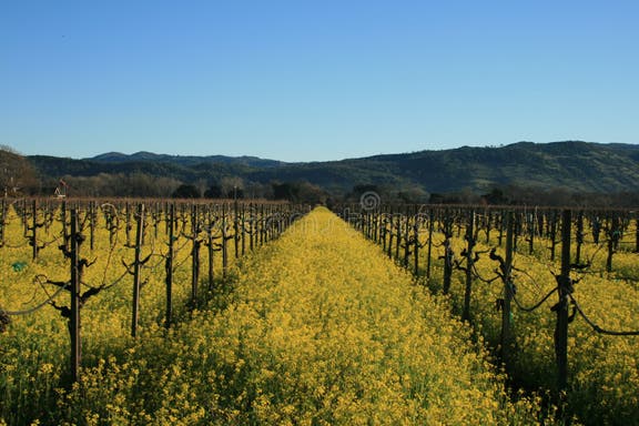 Mustard Season stock photo. Image of winery, valley, wineries - 8158278