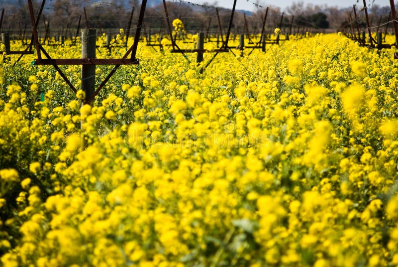 Mustard Season in Napa Valley Stock Image - Image of winter, gold: 8543577