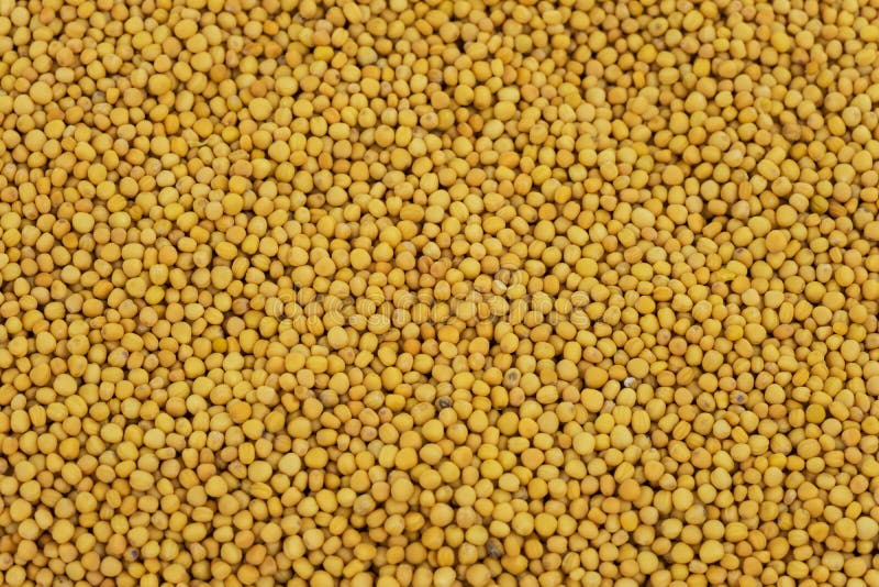 Mustard Seed Yellow stock photo. Image of delicious, food - 60599112