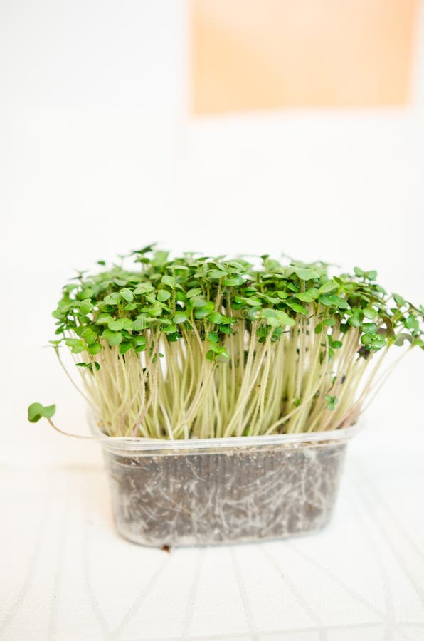 609 Mustard Seedlings Stock Photos - Free & Royalty-Free Stock Photos ...