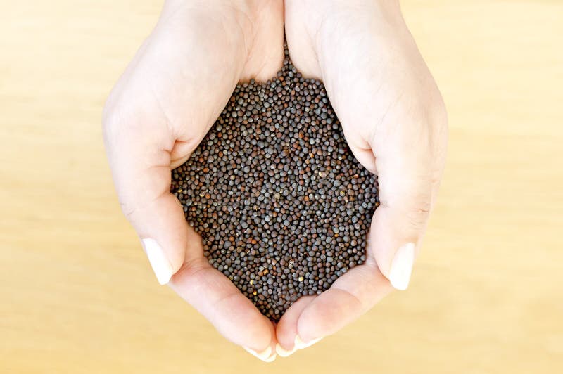 Hands Full with Mustard Seeds Stock Photo - Image of spice, hold: 25568784