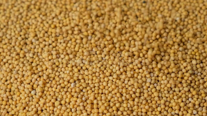 Mustard Seeds Falling on a Pile Slow Motion Stock Footage - Video of ...