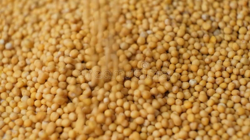 Mustard Seeds Falling on a Pile Slow Motion Stock Footage - Video of ...