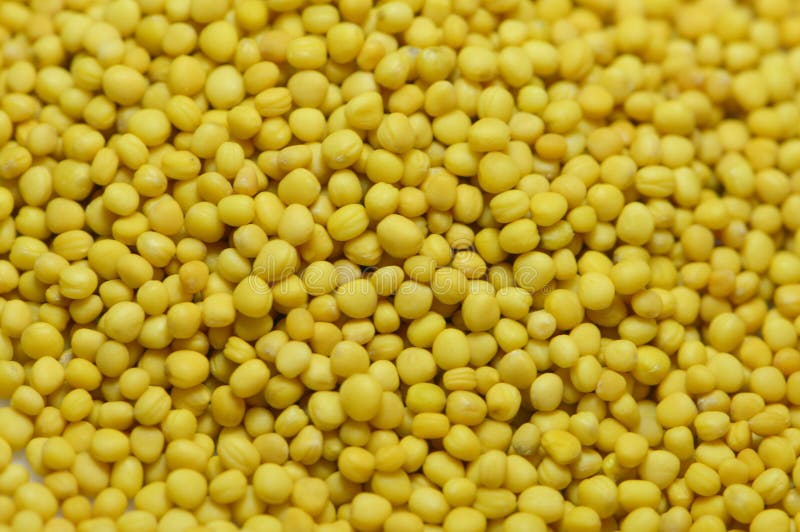 Mustard seeds stock image. Image of seeds, cooking, spice - 97816039
