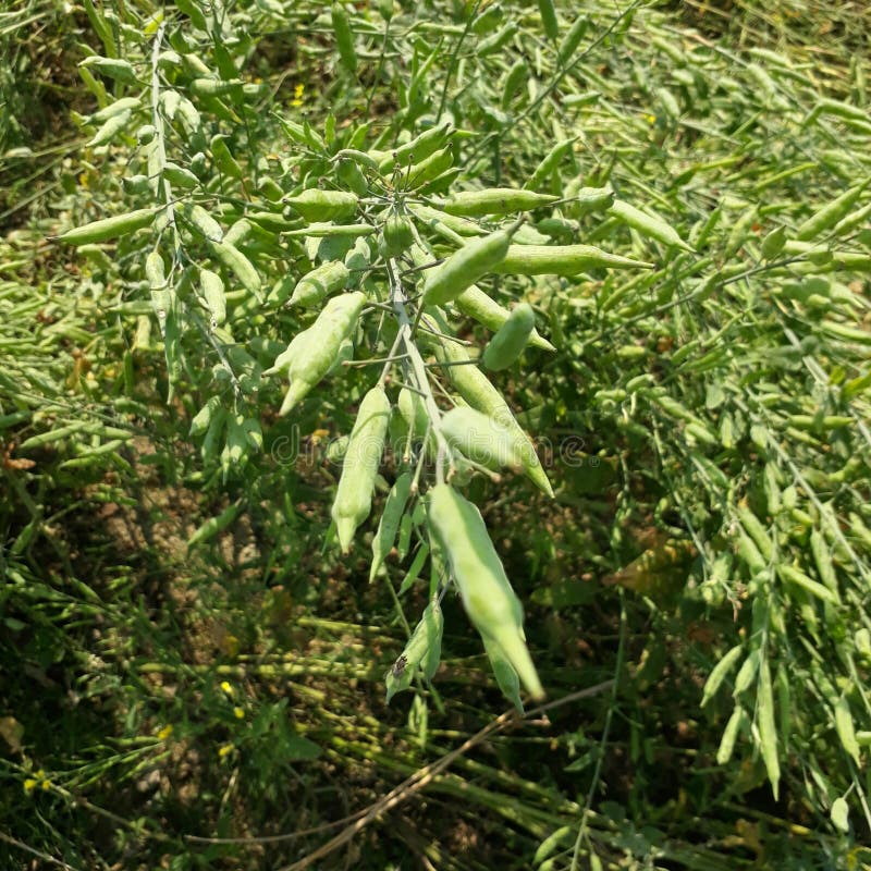 Mustard Seeds are the Small Round seeds of Various mustard Plants ...