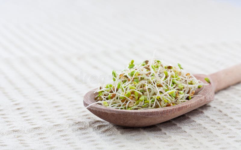 Mustard Sprouts Grown for Organic Fertilizer , Green Manure , Siderates ...