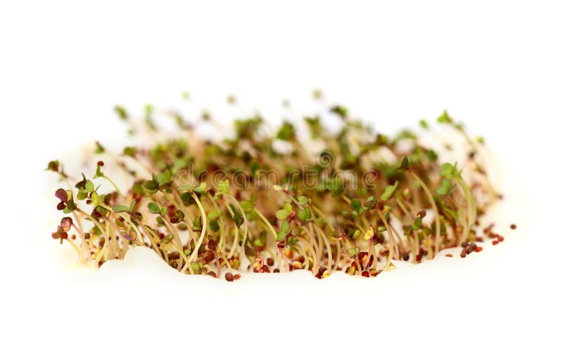 Mustard Sprouts Grown for Organic Fertilizer , Green Manure , Siderates ...