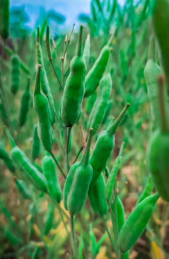 3,711 Mustard Tree Stock Photos - Free & Royalty-Free Stock Photos from ...