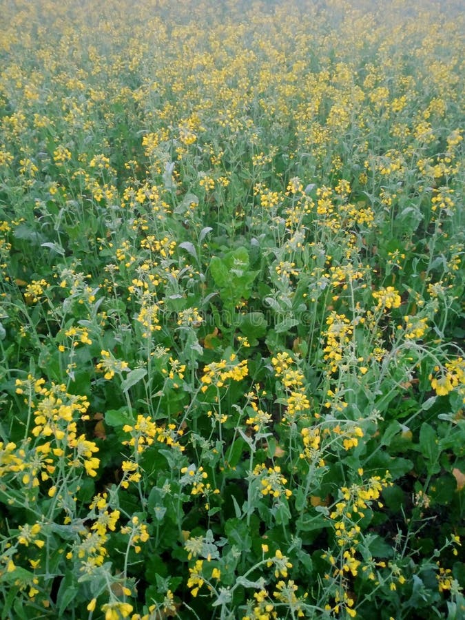 Mustard tree of India stock image. Image of agriculture - 213156993