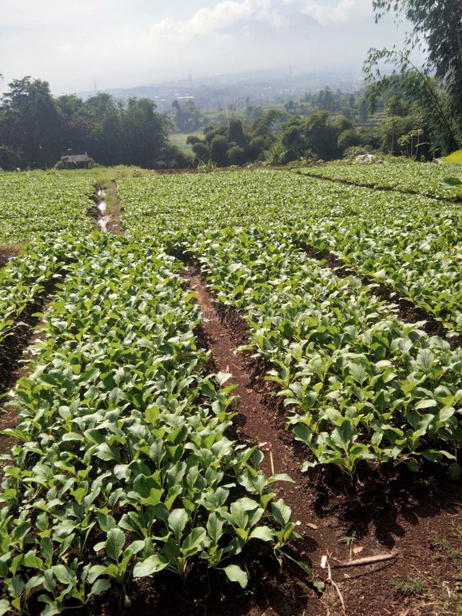 Mustard tree stock photo. Image of mustard, vegetable - 308668520
