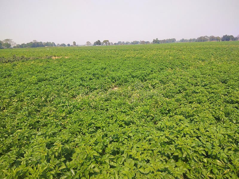 Potato Trees of Beautiful Picture Stock Photo - Image of beautiful ...