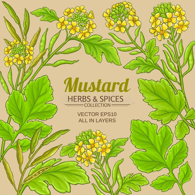 Mustard Oil Ads Vector Realistic Illustration Stock Vector ...