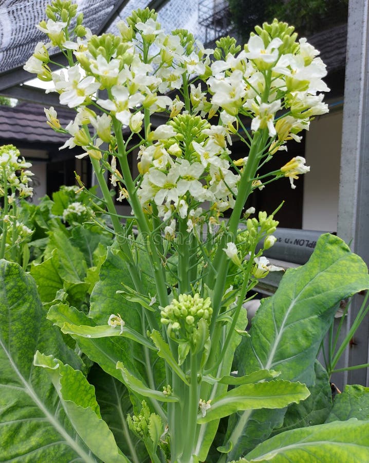 This is a Mustard Vegetable that Has Beautiful Flowers because it is ...