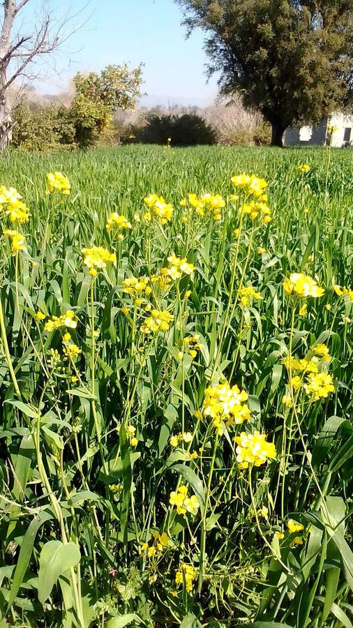 Mustard and Wheat Crop Together Stock Photo - Image of meadow, grass ...