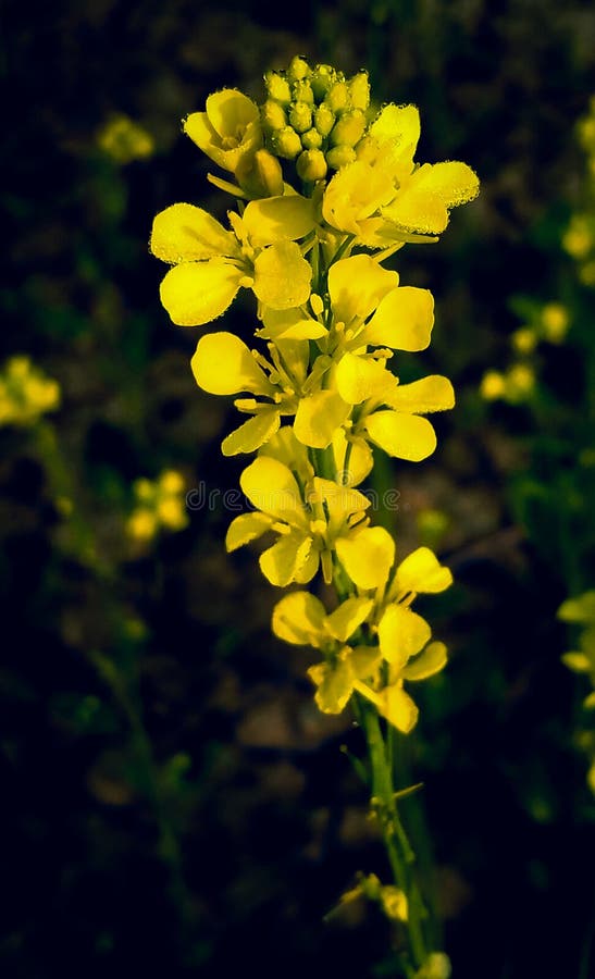 Mustard Yellow Flower Blooms Close Up Stock Image - Image of mustard ...