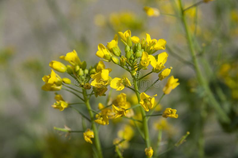 Mustard Yellow Flower Growth Natural Environment Fress Agriculture ...
