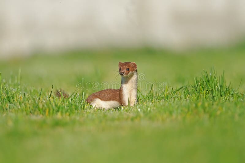 Least Weasel Standing on the Green Grass. Latin Name Mustela Nivalis ...
