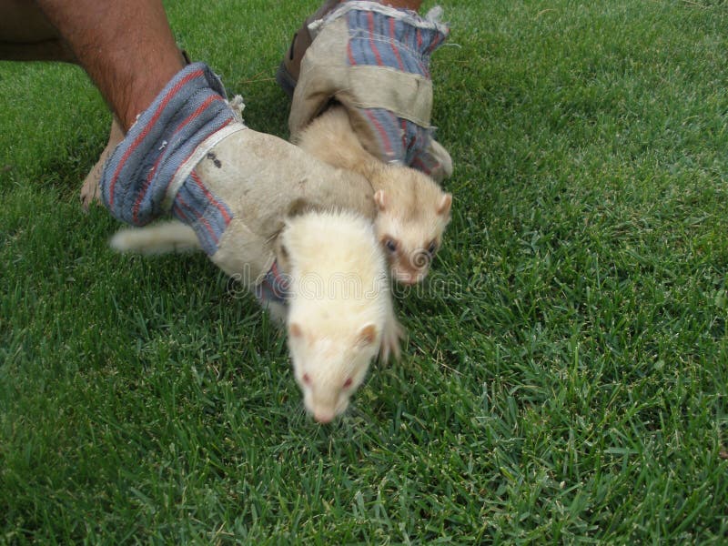 Mustelas and Weasels Hold by Hands Stock Photo - Image of mustela ...