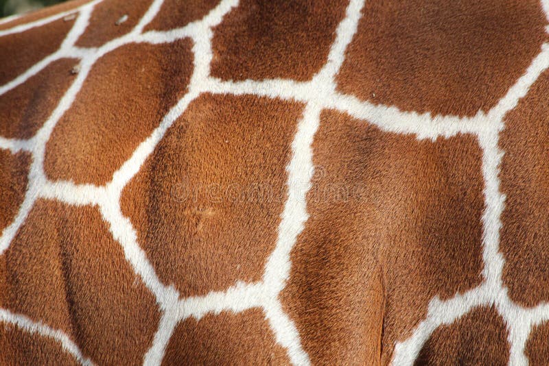 Muster Haut der Giraffe stockbild. Bild von haut, giraffen - 48549213