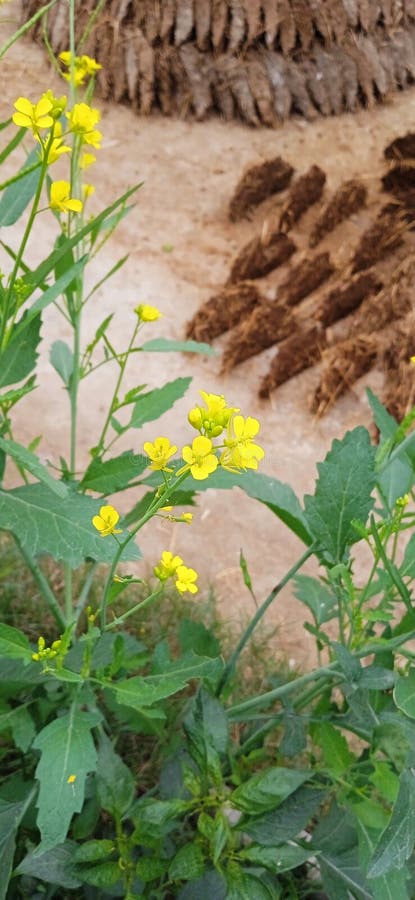 Musterd flower stock photo. Image of insect, food, nature - 265658398