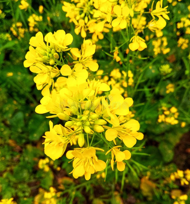 Musterd Flower stock image. Image of yellow, beautiful - 231635065
