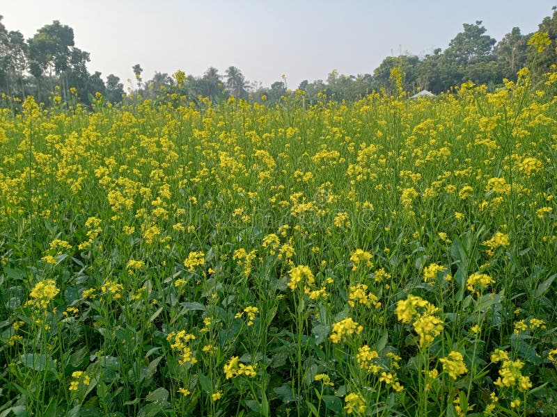 Musterd Seed Plant for Farming Stock Photo - Image of seed, farming ...