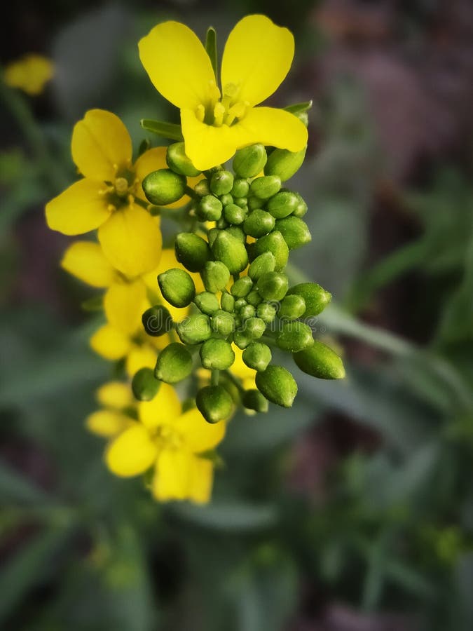 Mustered flower stock image. Image of subankhata, flower - 172662373