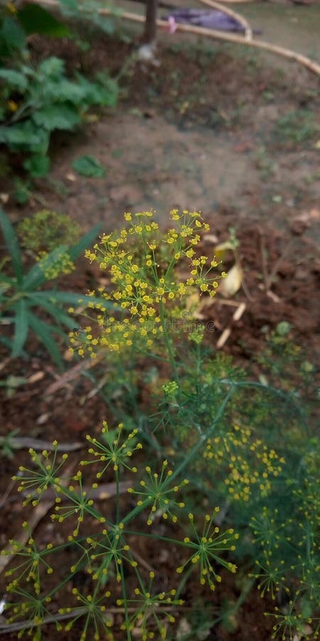 Mustered flower stock image. Image of flowers, flower - 123871631