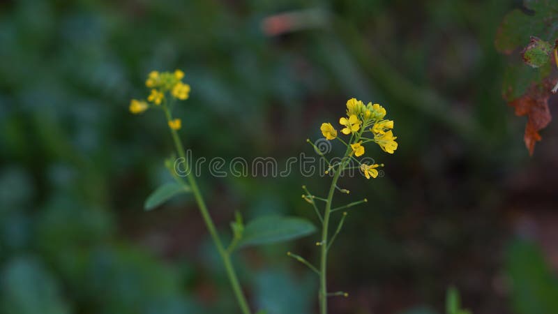Mustered Flowers with Green Leaves Stock Image - Image of shrub, herb ...