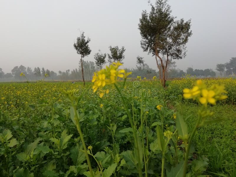 Mustered plants of farmers stock photo. Image of plants - 168609070