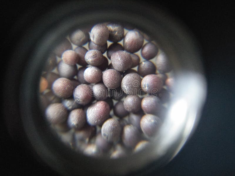 Mustered Seeds in Microscope Stock Photo - Image of quail, microscope ...