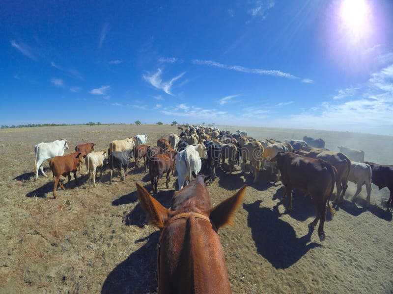 Mustering a Mob of Cattle with Horse in the Sunny Day Stock Photo ...