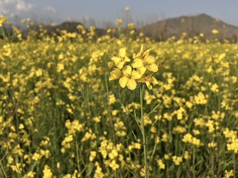 Mustrad Fields Blossom in the Spring in a Village Stock Image - Image ...