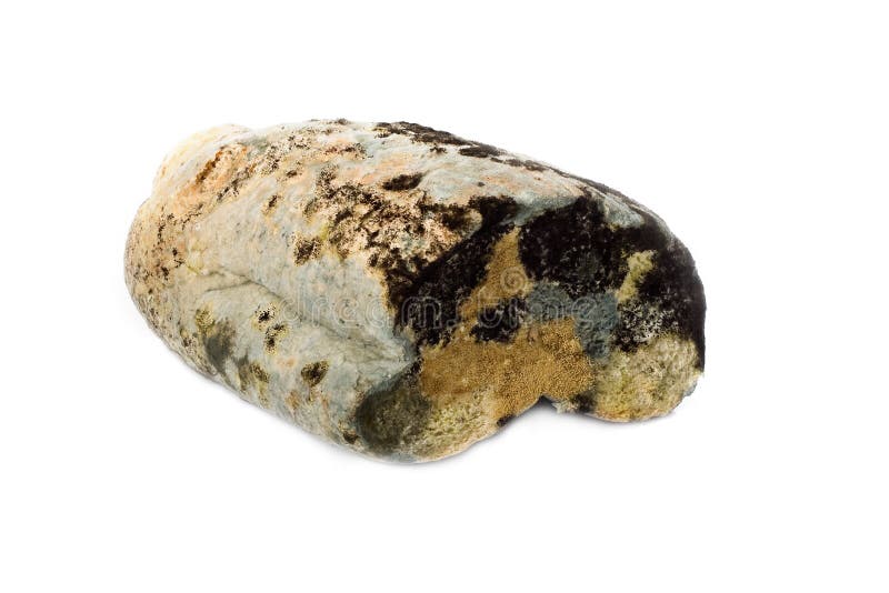 Musty bread stock photo. Image of nuisance, contaminate - 10824178