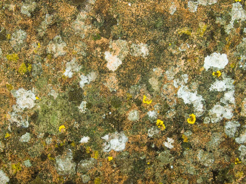 Musty Wall stock photo. Image of build, canvas, blank - 38839748