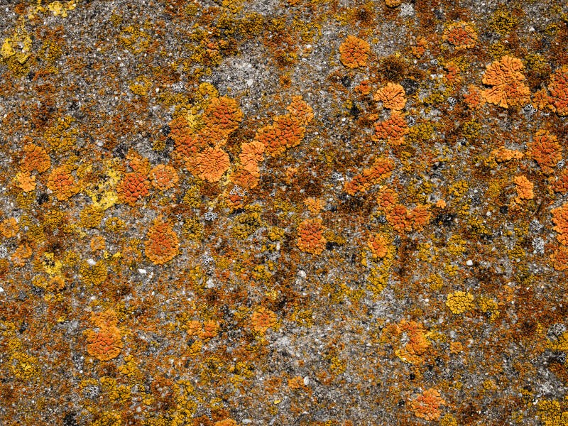 Musty Wall stock image. Image of detail, building, background - 40023973