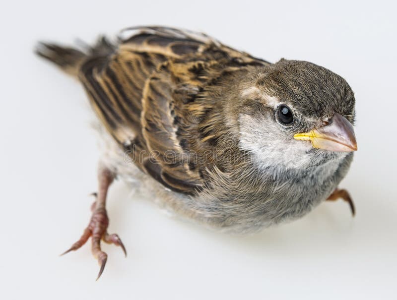 De Vogel Van De Mus in De Winter Stock Foto - Image of tijd, ijzig ...