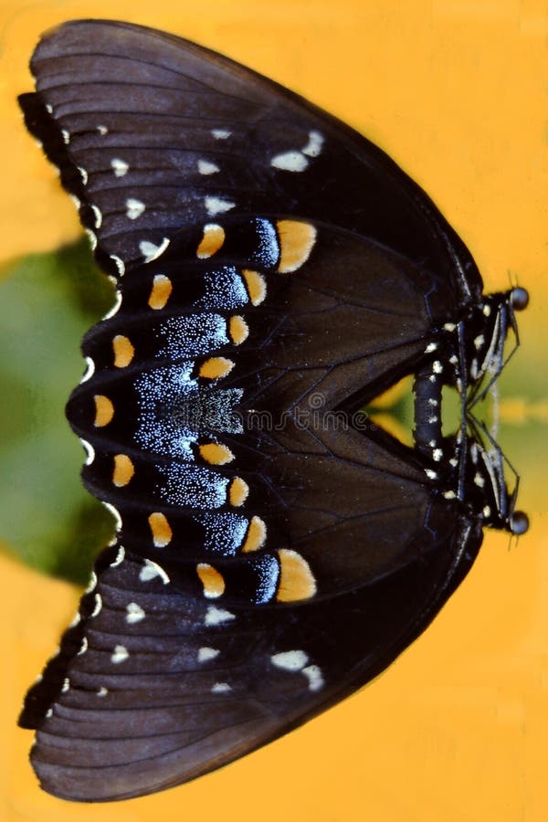 Mutant Butterfly stock image. Image of green, pattern - 30559679