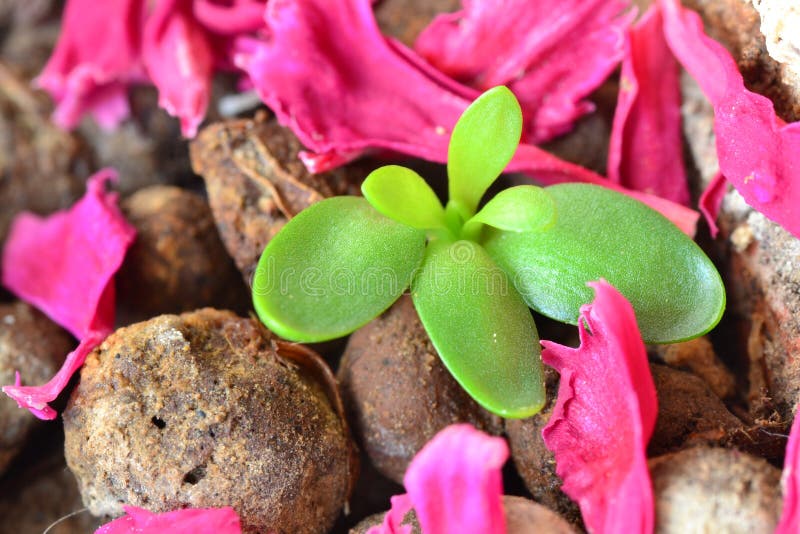 Carnation burgeoning stock photo. Image of earth, petal - 38455656